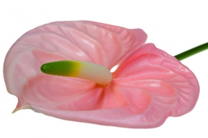 UTYP - Picture Search Engine